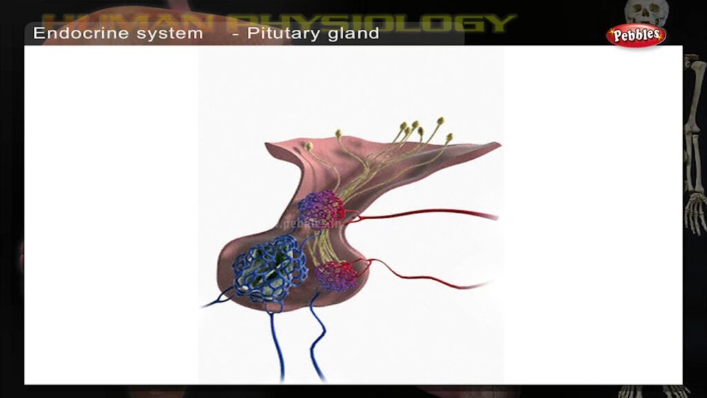 Endocrine System | How Human Body Works | Human Body Parts and ...