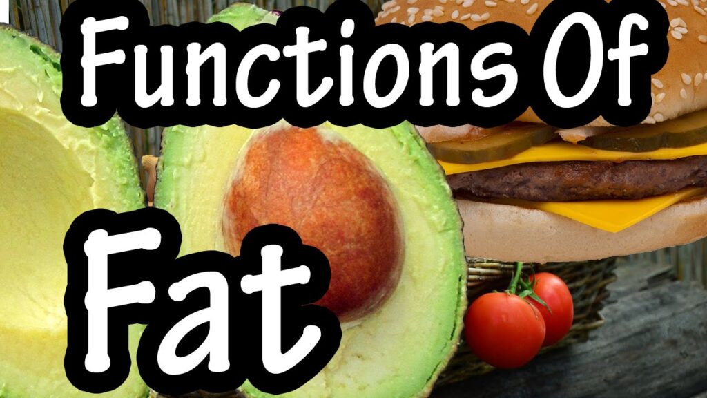 Functions Of Fat – How The Body Uses Fats – Importance Of Fats In The ...