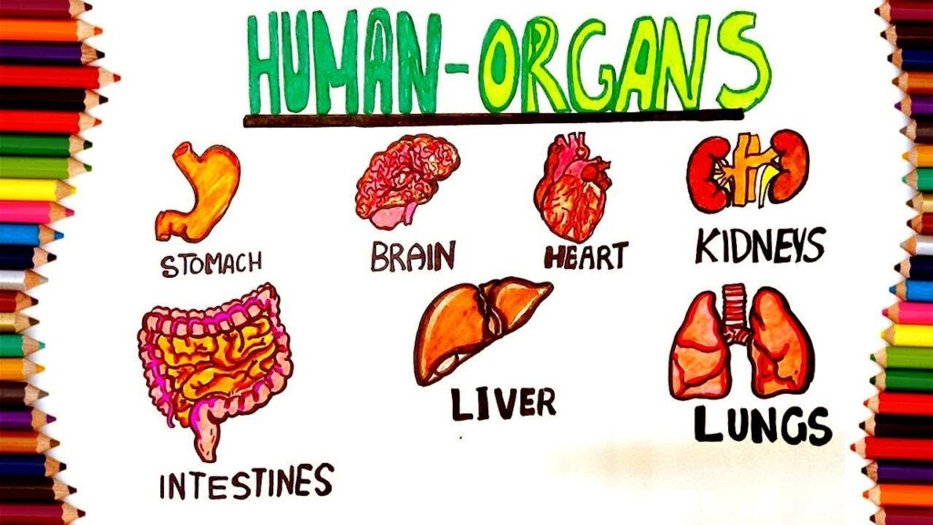 HOW TO DRAW HUMAN INTERNAL ORGANS – Video