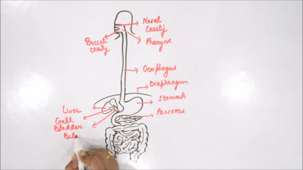 How to draw Human Digestive system – Video