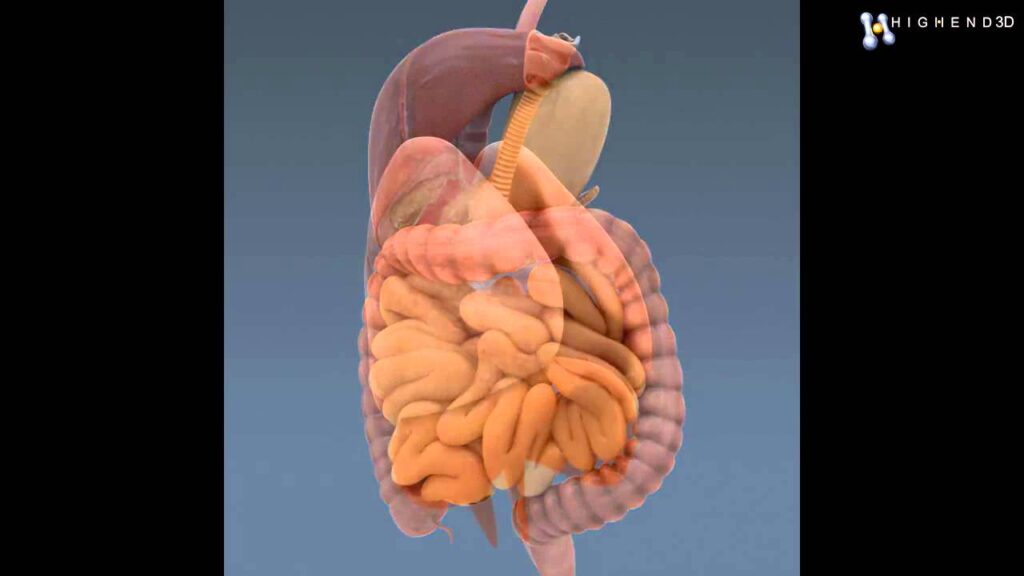 Human Body Internal Organs – Anatomy 3D Model From CreativeCrash.com ...