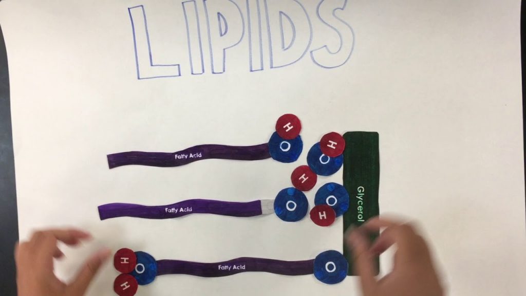 Hydrolysis and Dehydration Synthesis of Lipids – Video