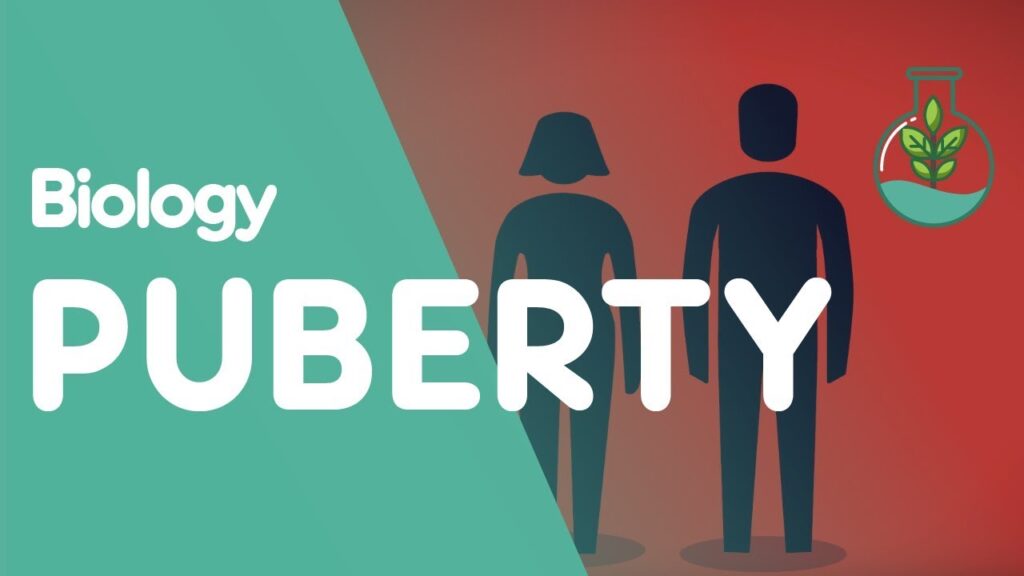 Puberty And The Hormones Involved Physiology Biology Fuseschool