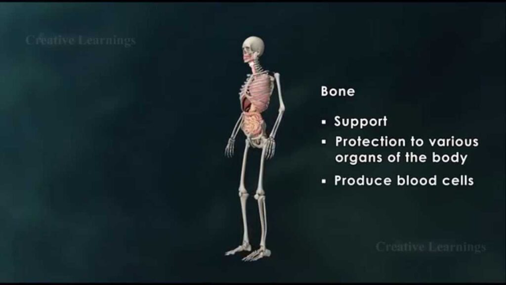 Structure of Bone|Anatomy of Bone|3D Animation|Biology – Video