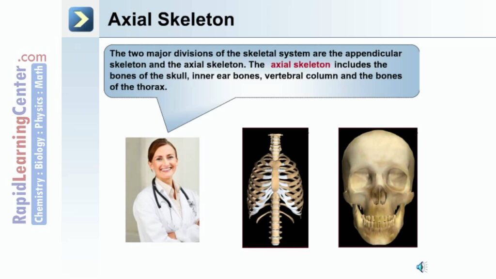 The Skeletal System- Axial Skeleton – Video