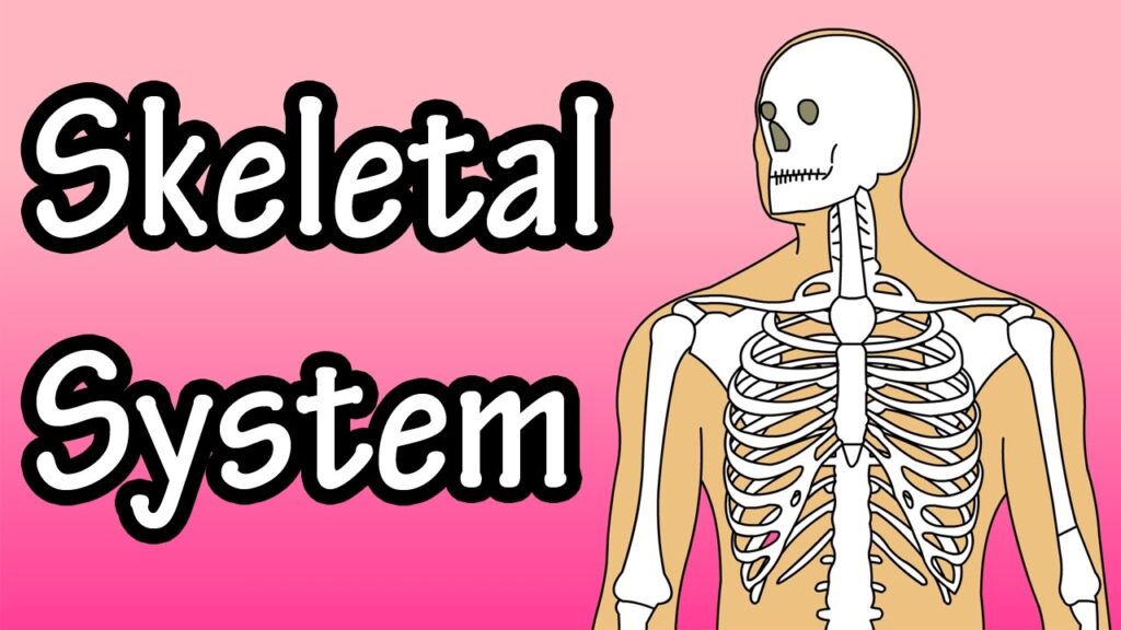The Skeletal System – Skeletal System Functions – Skeletal System ...