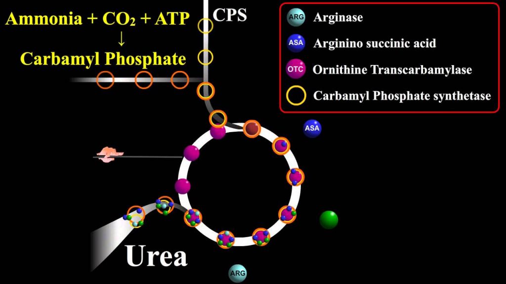 Urea Biosynthesis or Ornithine Cycle – Video