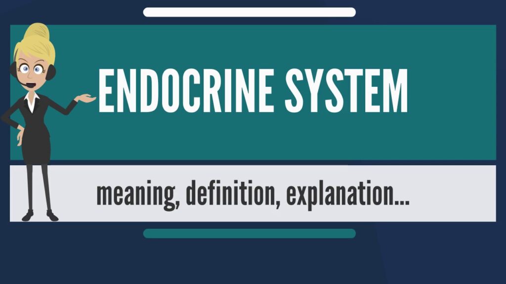 What is ENDOCRINE SYSTEM? What does ENDOCRINE SYSTEM mean? ENDOCRINE ...