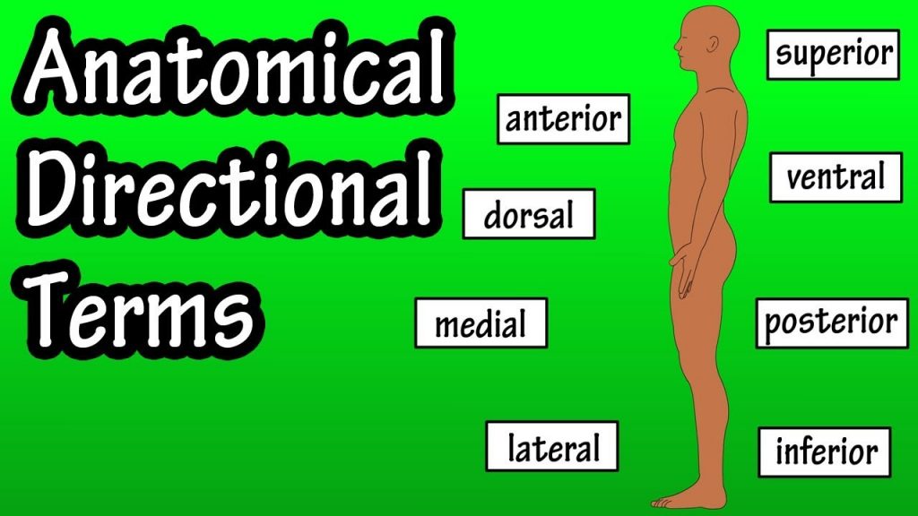 Anatomical Position And Directional Terms – Anatomical Terms ...