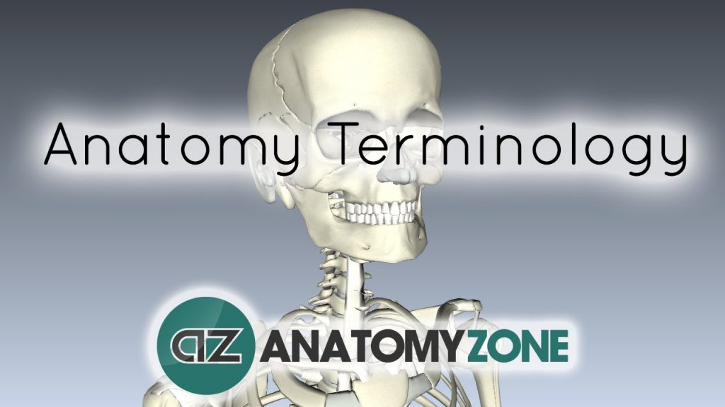 Anatomy Terminology – Anatomy Tutorial – Video