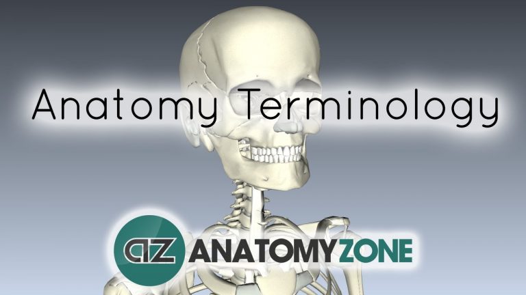 Anatomy Terminology – Anatomy Tutorial – Video