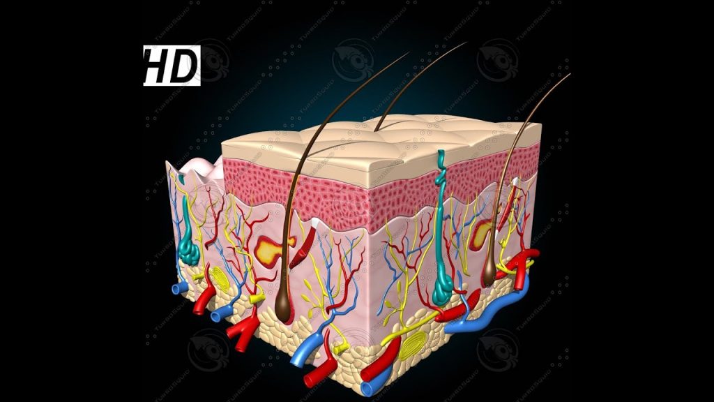 Anatomy and Physiology of Integumentary System Skin – Video