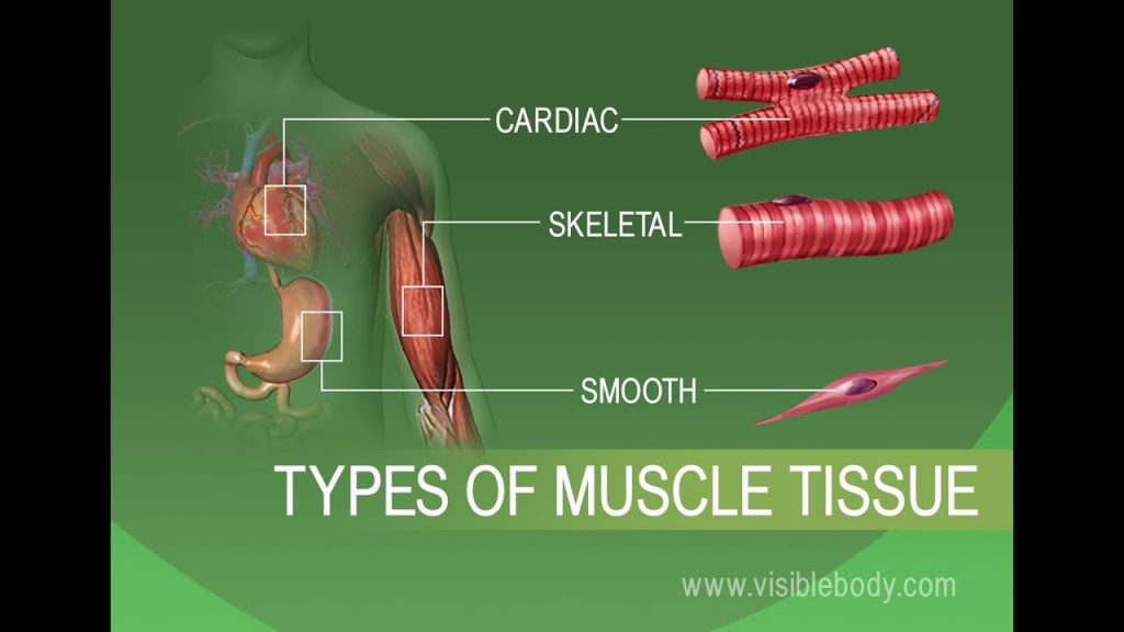 Anatomy and Physiology of Tissues – Video