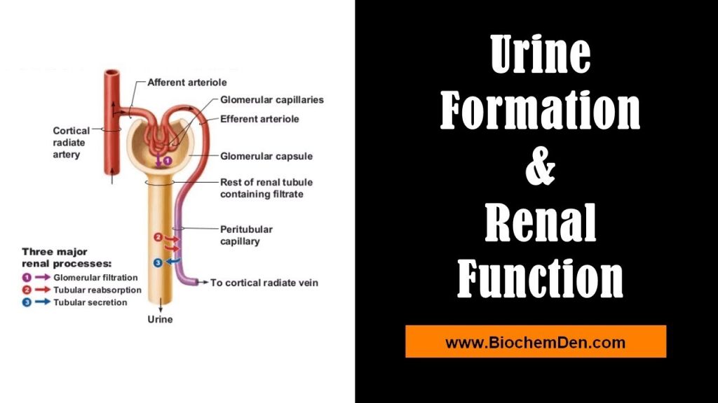 Basic mechanism of Urine formation & Renal Function – Video