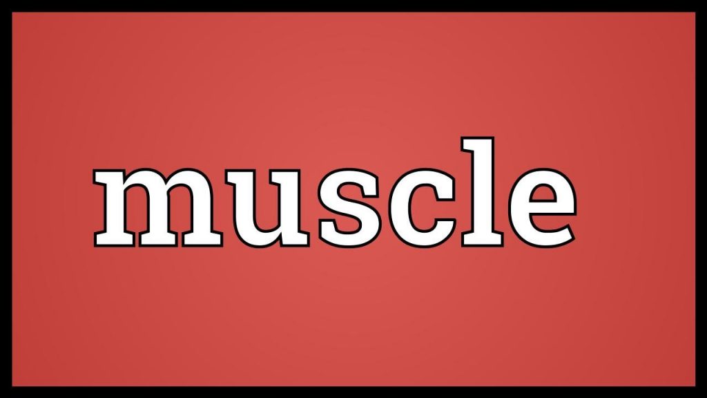 Muscle Meaning – Video